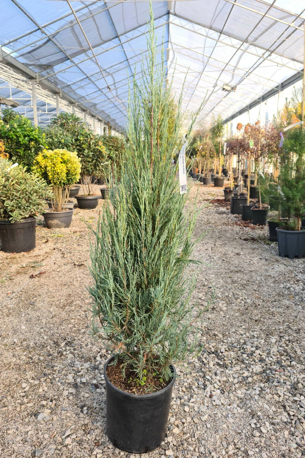 JUNIPERUS scopulorum 'Skyrocket'