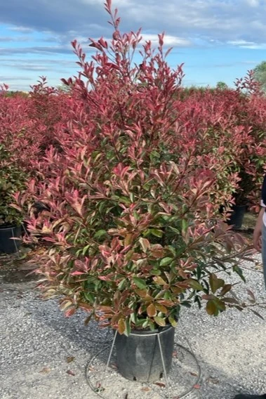 Photinia Fraseri Pink Marble
