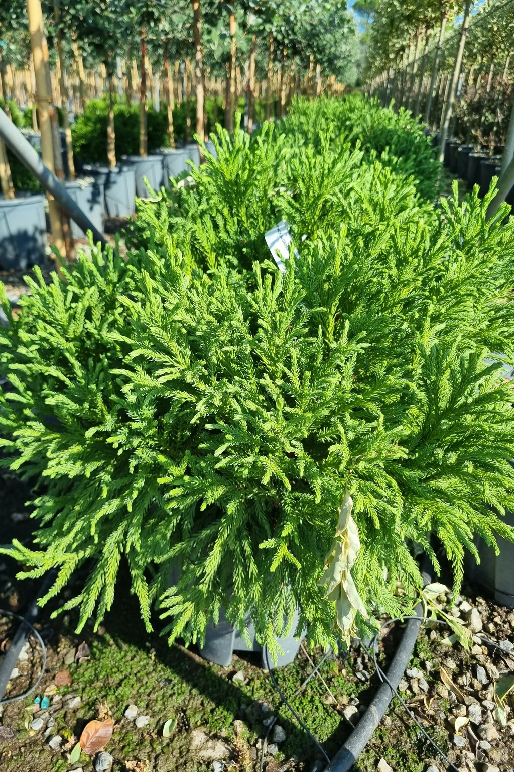Cryptomeria Japonica Globosa Nana