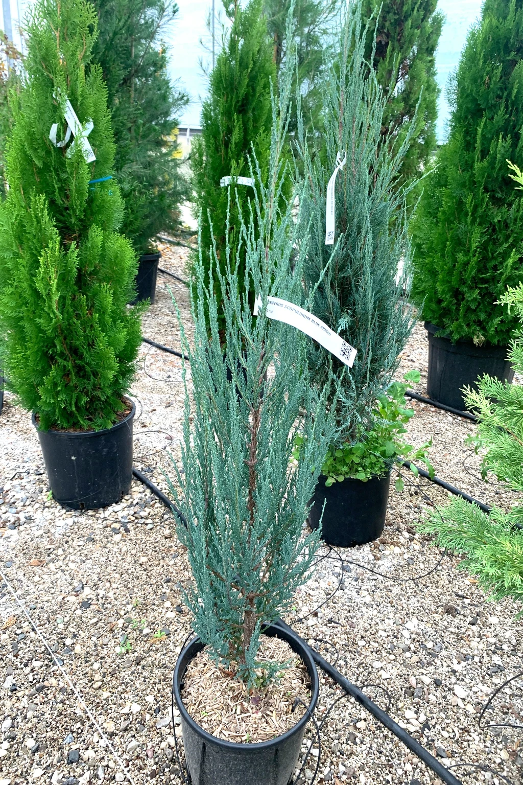 JUNIPERUS scopulorum 'Blue Arrow'