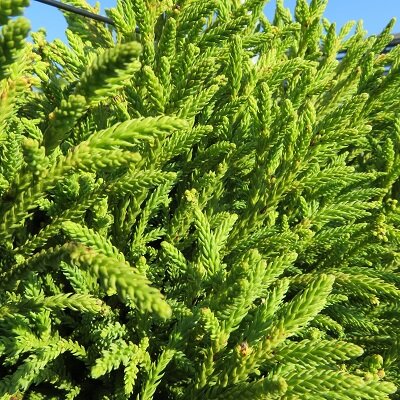 Dwarf/Low Conifers - Webshop | Earthbound