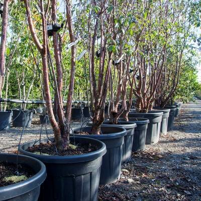 Trees - Webshop | Earthbound